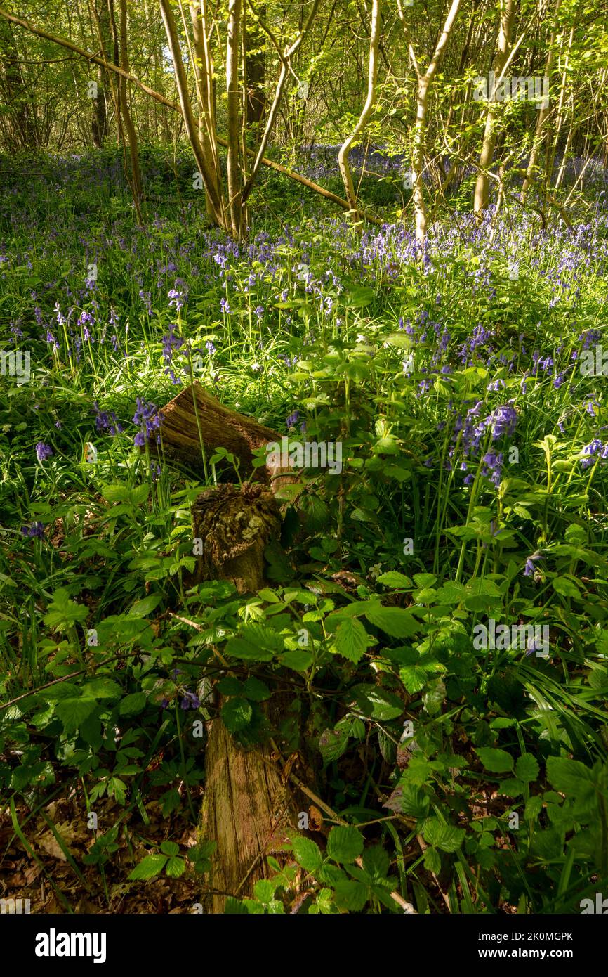 Natural environmental portrait of common Bluebells in an English ...