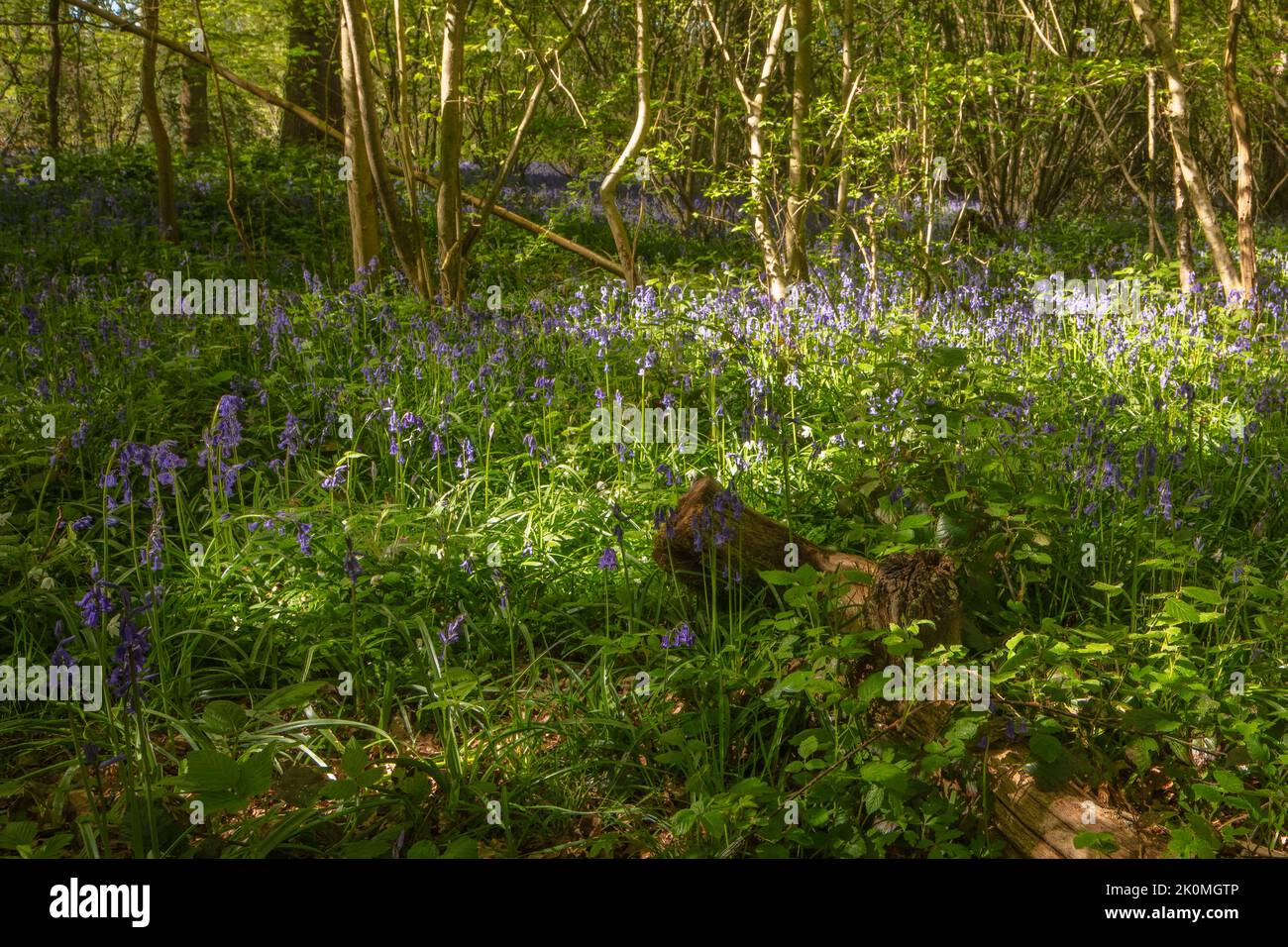 Natural environmental portrait of common Bluebells in an English ...
