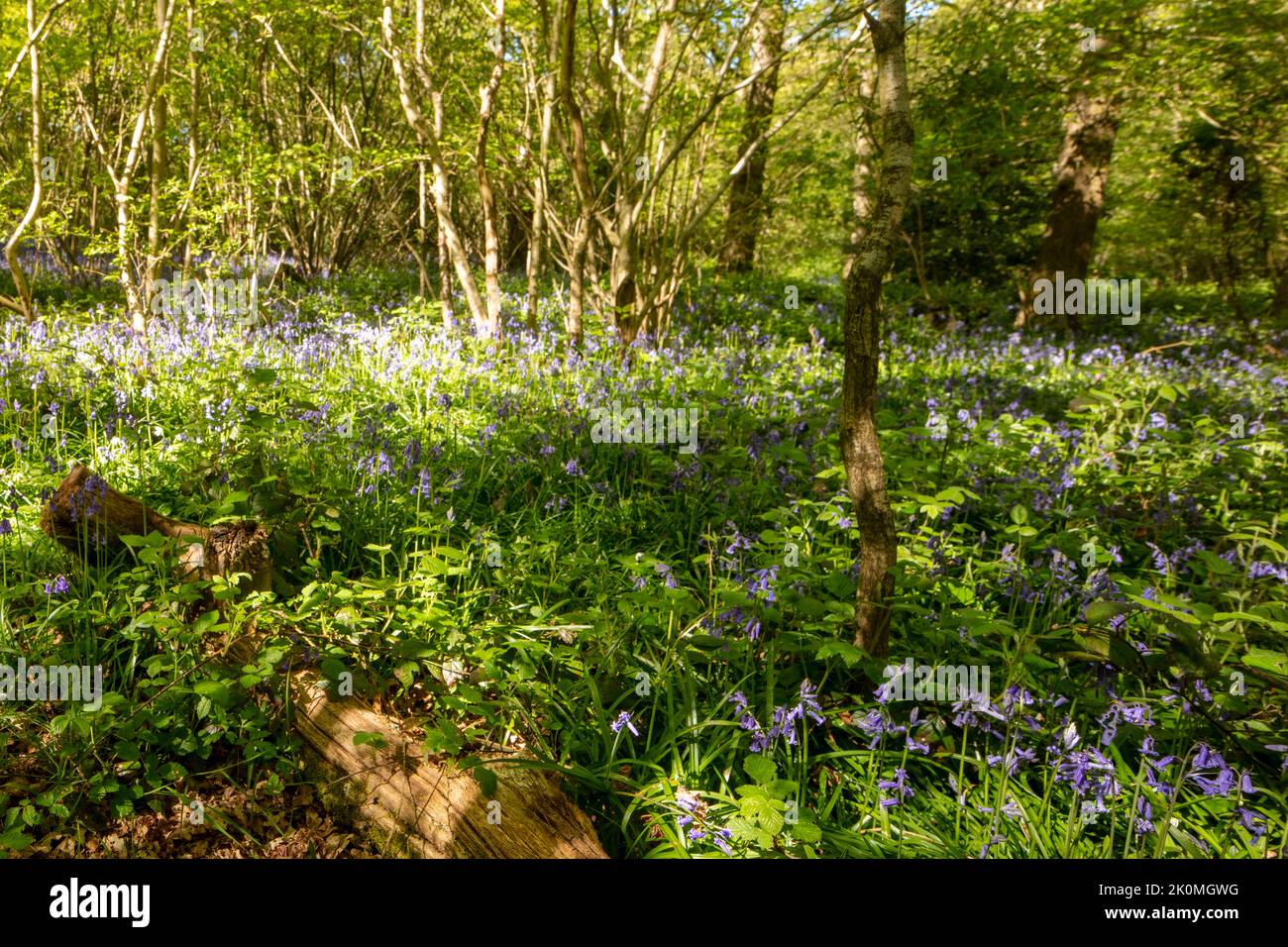 Natural environmental portrait of common Bluebells in an English ...