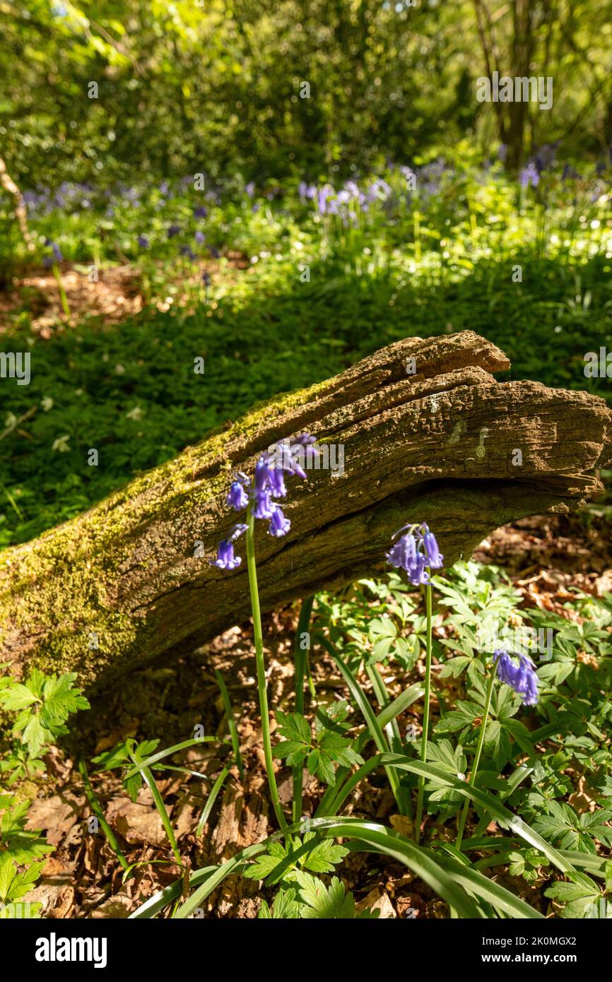 Natural environmental portrait of common Bluebells in an English ...