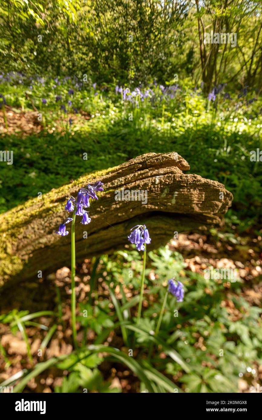 Natural environmental portrait of common Bluebells in an English ...