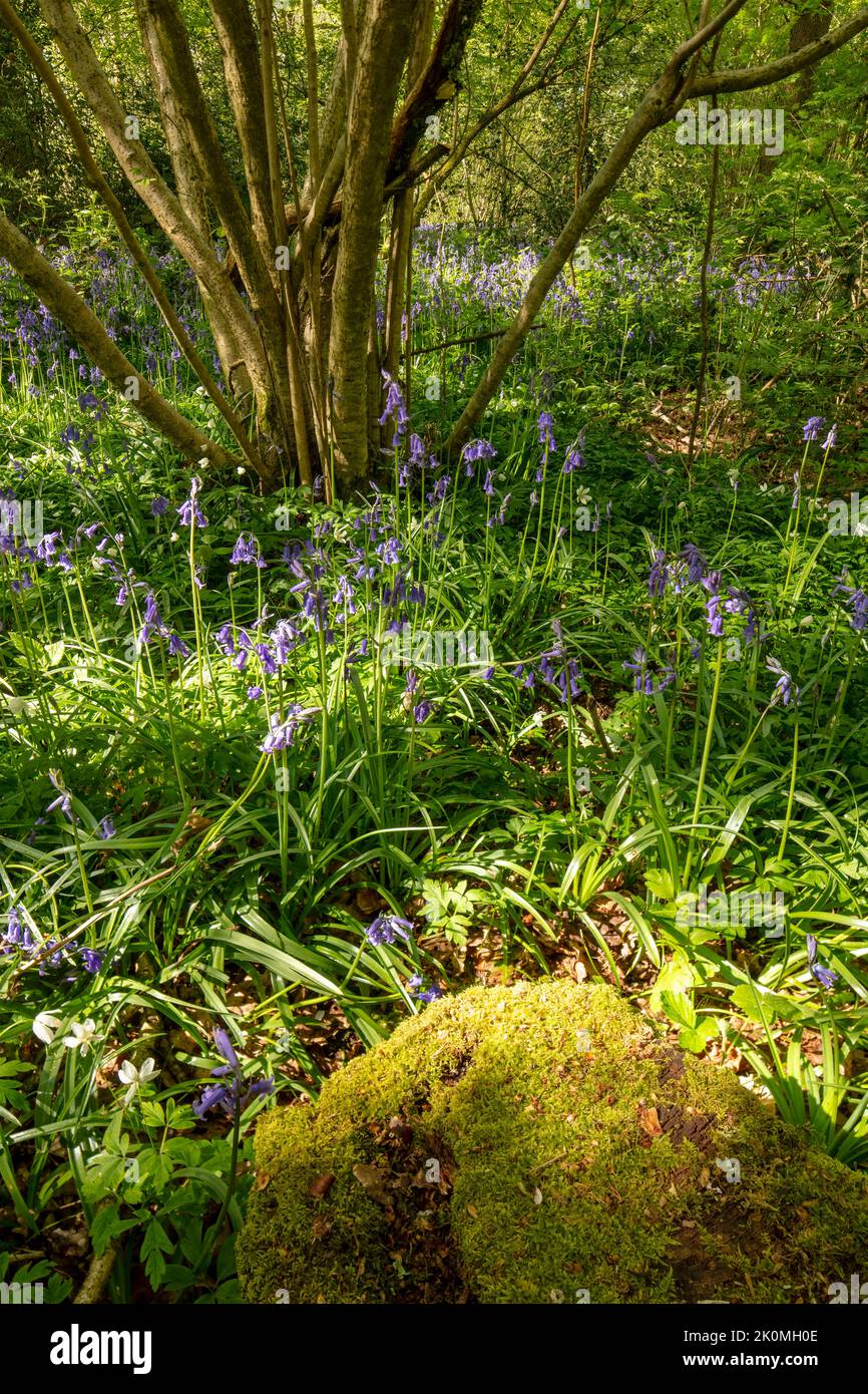 Natural environmental portrait of common Bluebells in an English ...