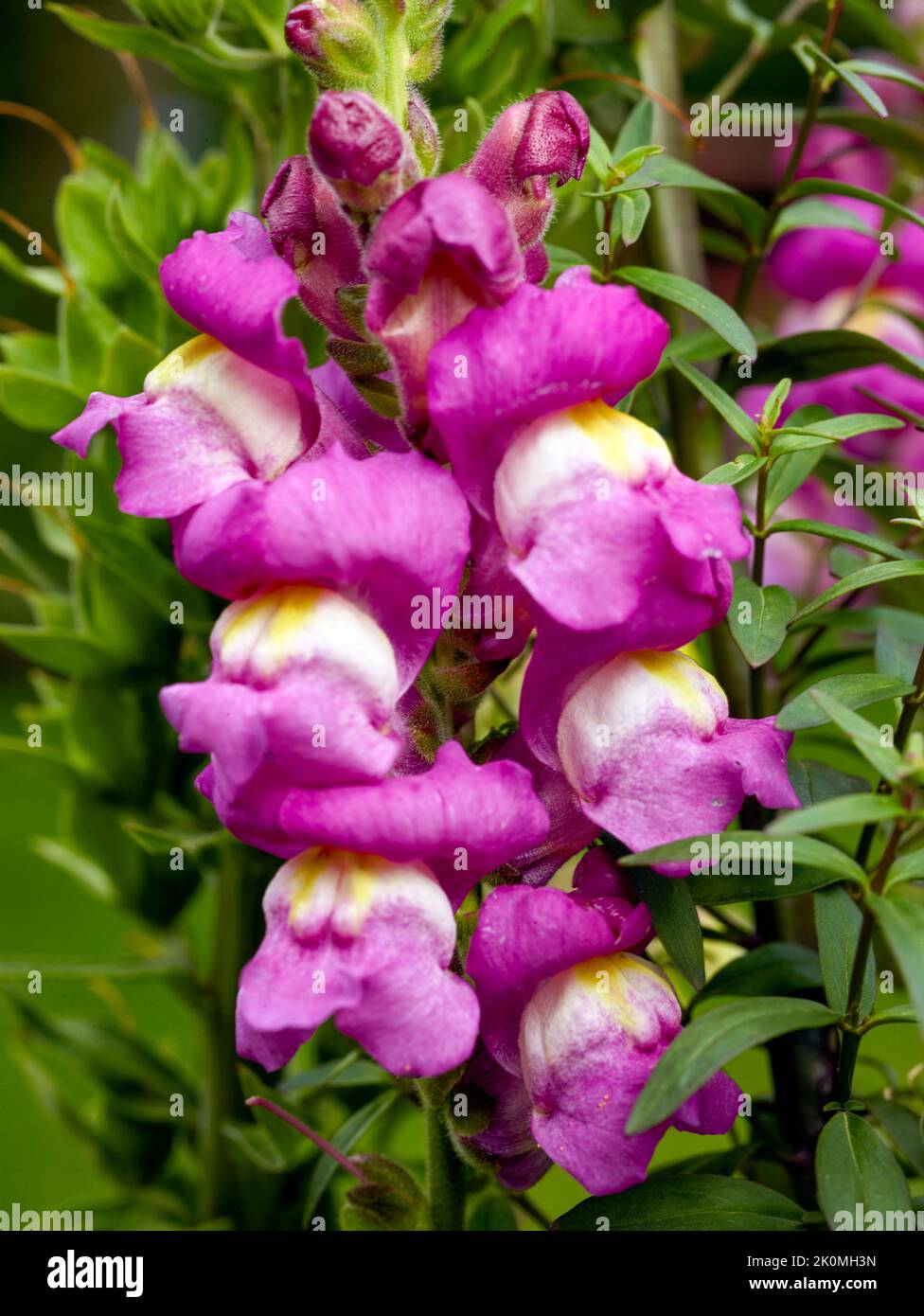 Very close-up natural plant portrait of Antirrhinum, dragon flowers ...