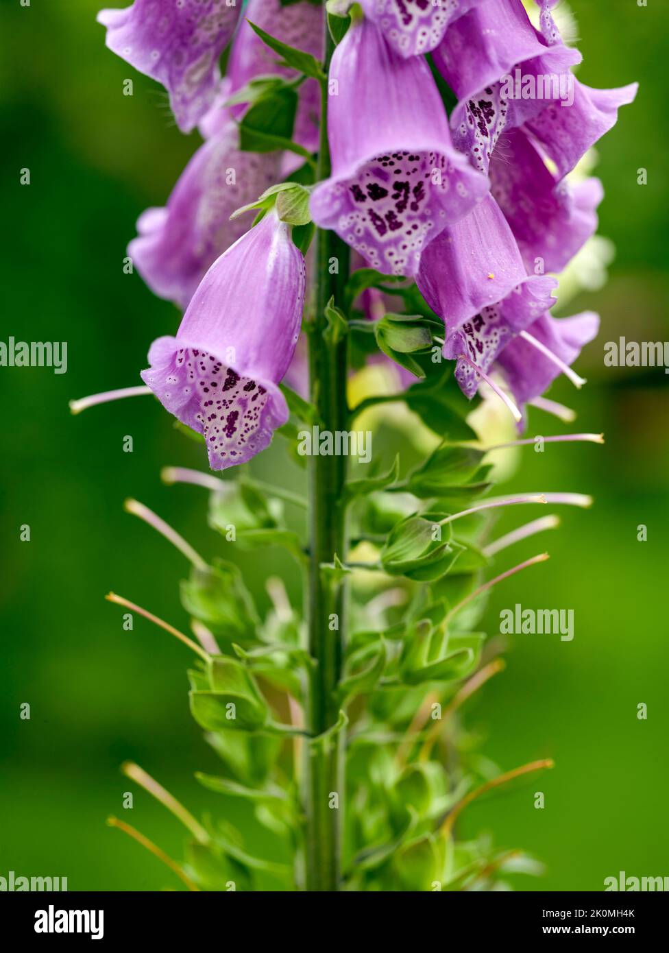 Striking natural close-up environmental flower poster portrait of ...