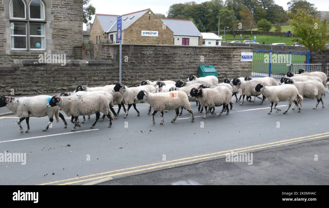 sheep herded through town Stock Photo - Alamy