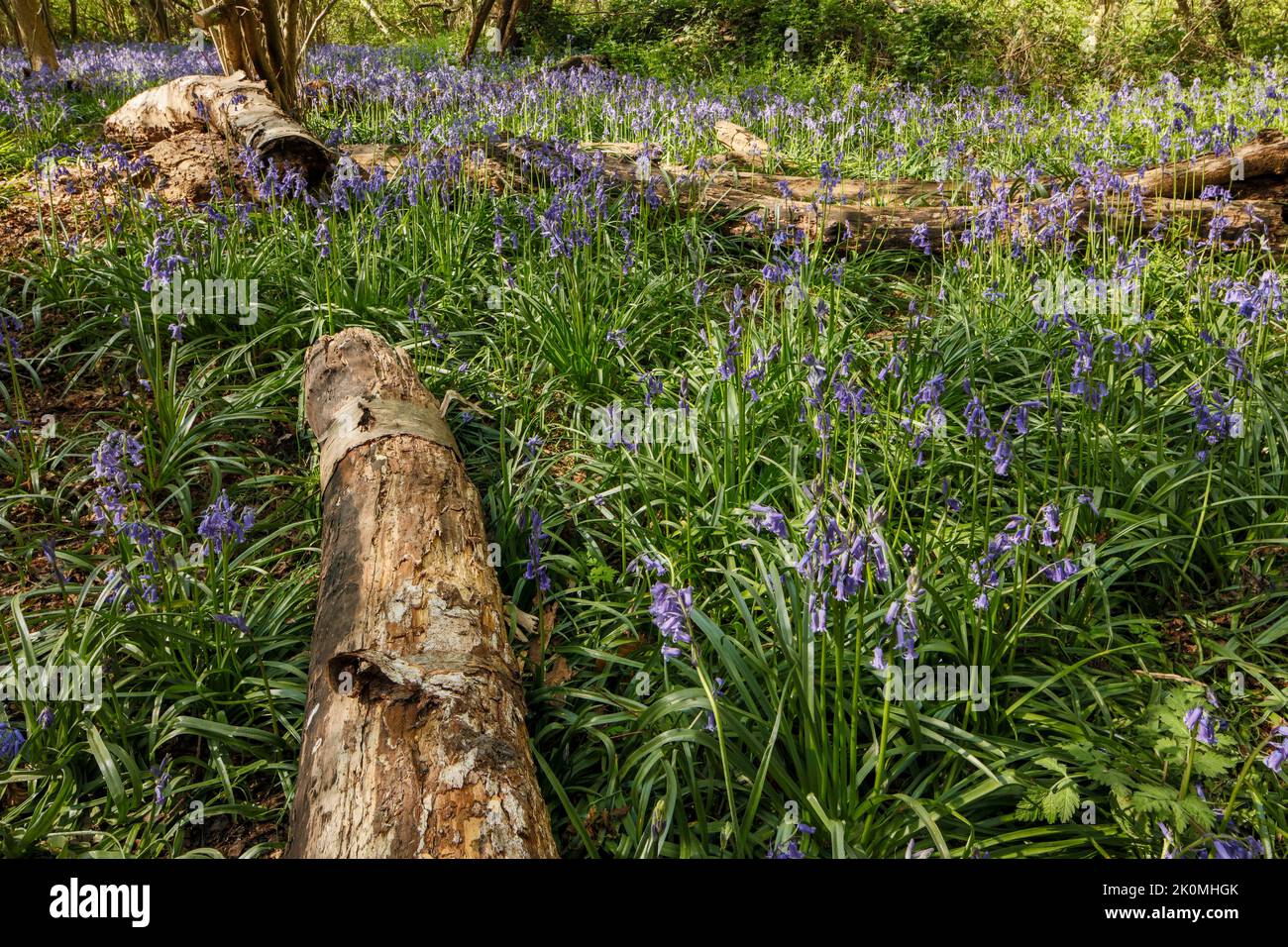 Natural environmental portrait of common Bluebells in an English ...
