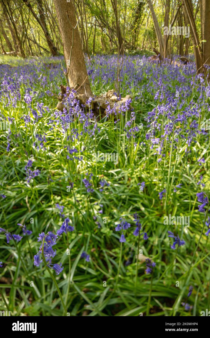 Natural environmental portrait of common Bluebells in an English ...