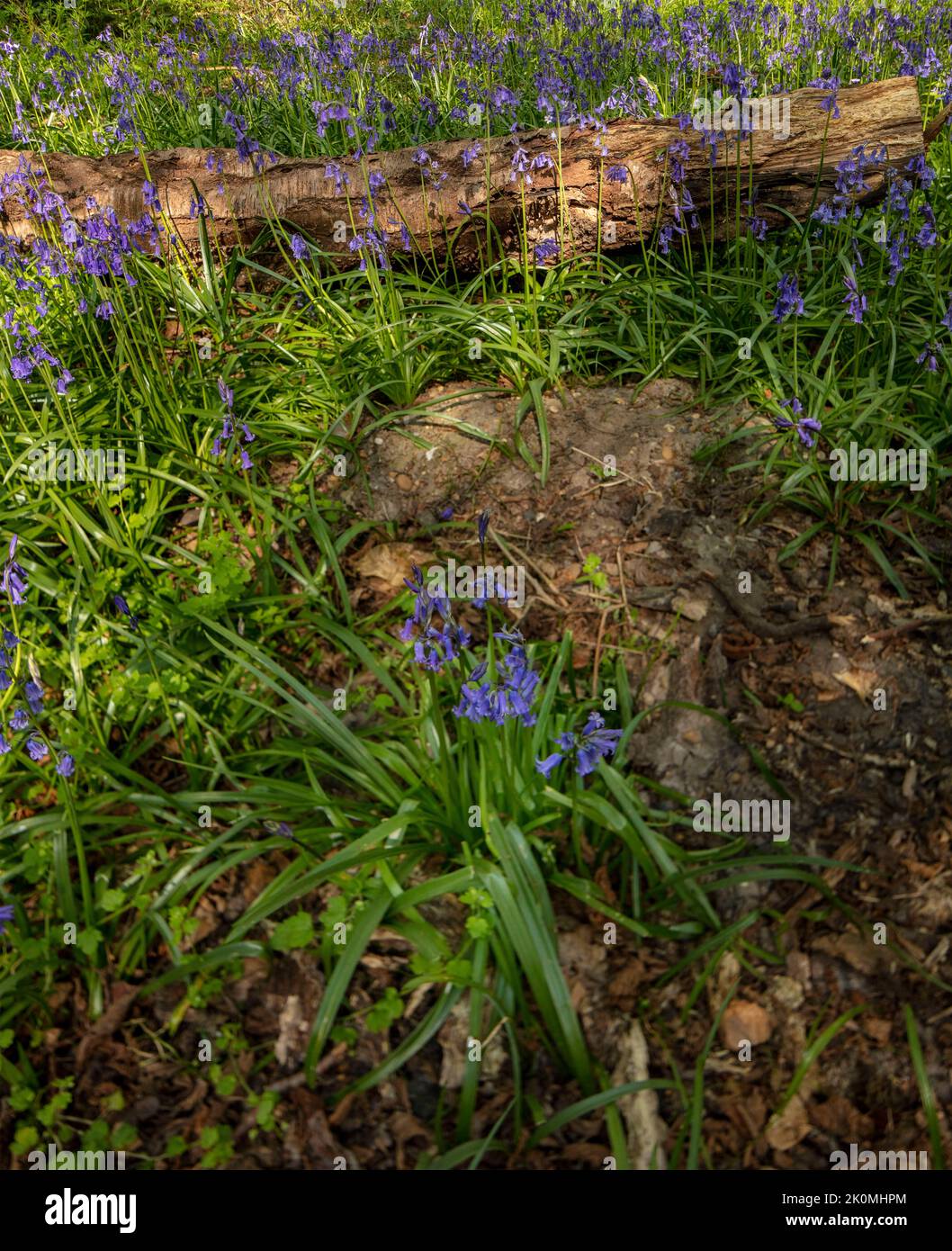 Natural environmental portrait of common Bluebells in an English ...
