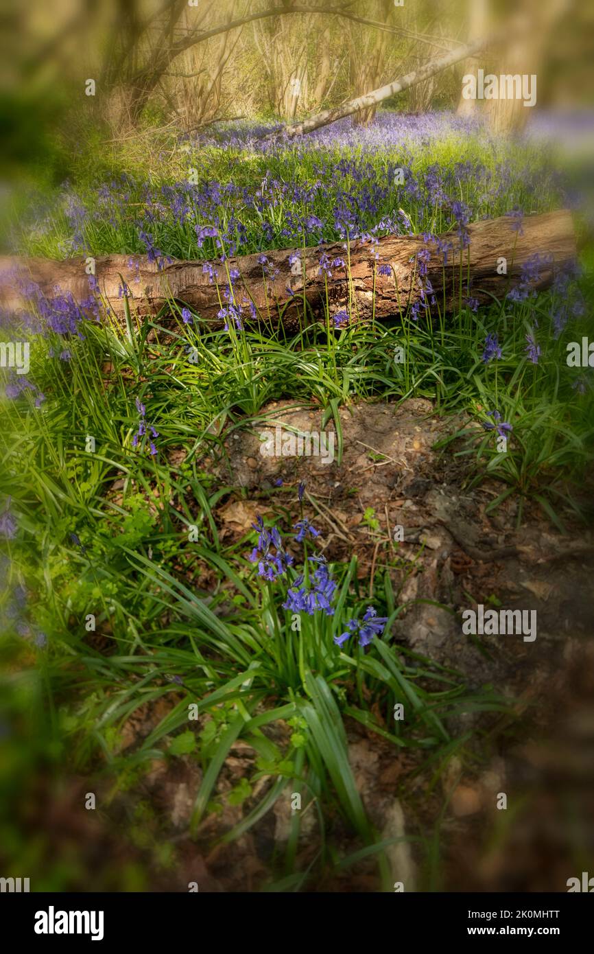 Natural environmental portrait of common Bluebells in an English ...