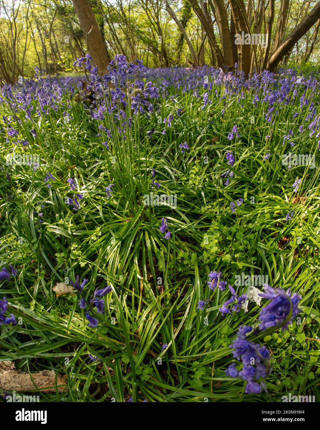 Natural environmental portrait of common Bluebells in an English ...