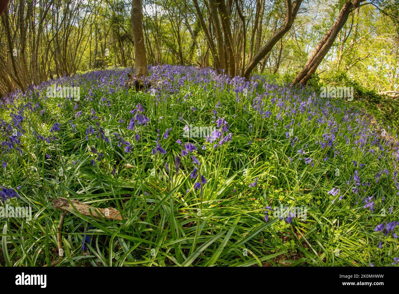 Natural environmental portrait of common Bluebells in an English ...