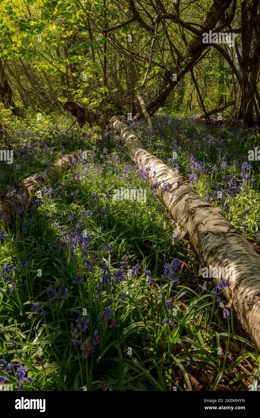 Natural environmental portrait of common Bluebells in an English ...
