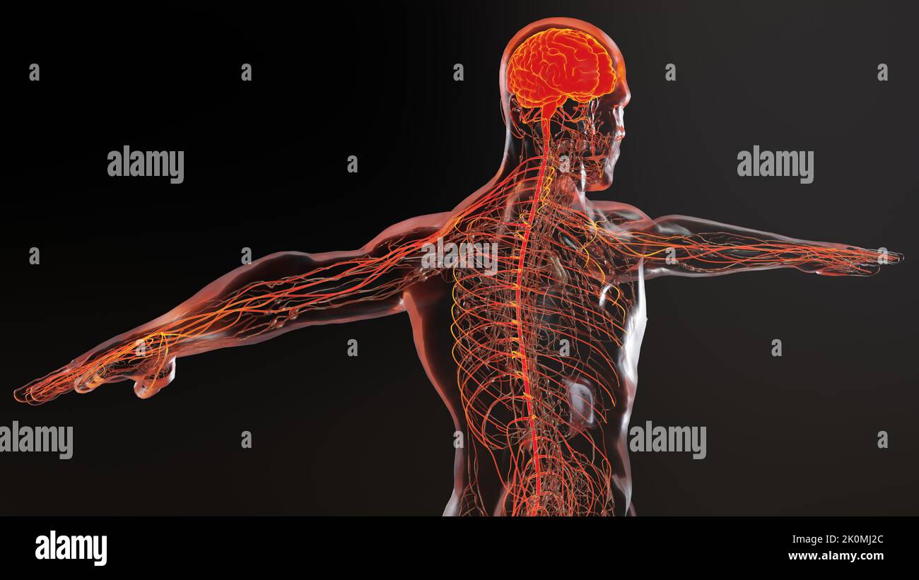 Human brain nervous system anatomy, medical diagram with ... Human brain nervous system anatomy, medical diagram with ...