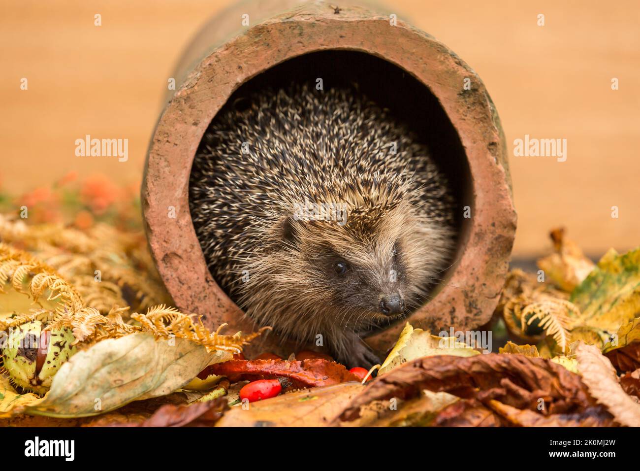 Rare drainage pipe hi-res stock photography and images - Alamy