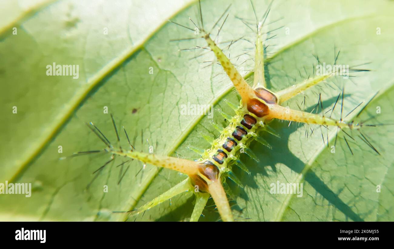 Limacodidae detail hi-res stock photography and images - Alamy