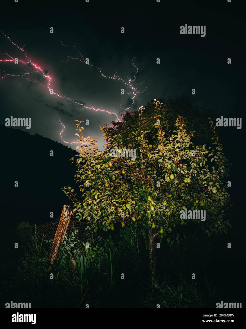 A vertical shot of a tree with a background of stormy sky Stock Photo ...