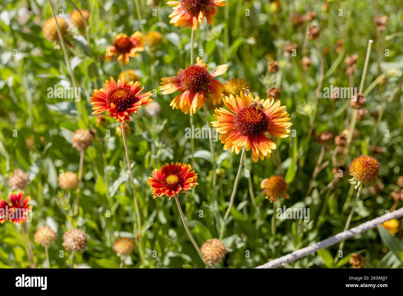 Beautiful photos of garden Stock Photo - Alamy