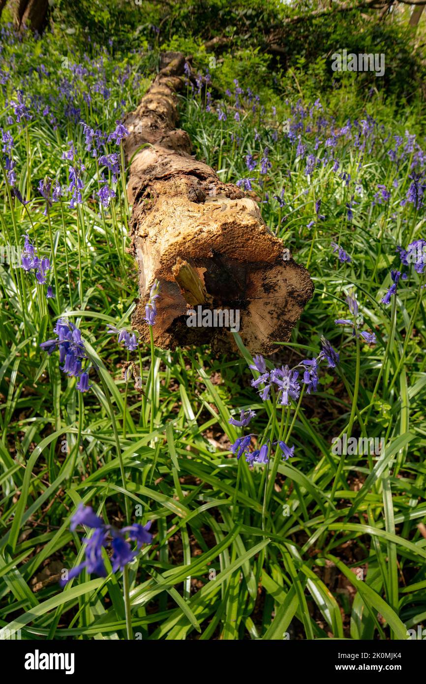 Natural environmental portrait of common Bluebells in an English ...