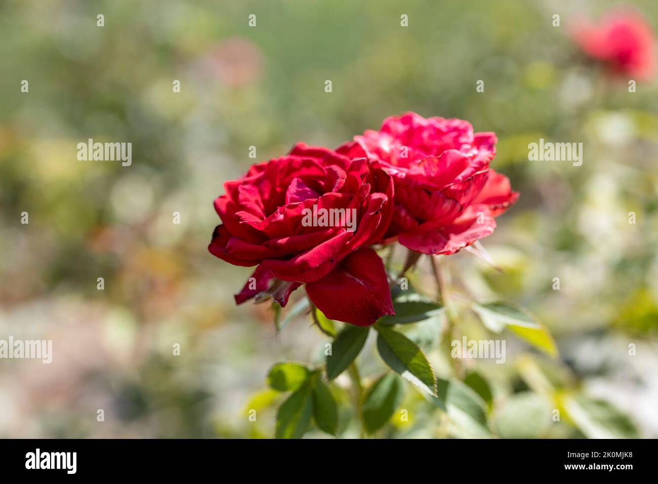 Beautiful photos of garden Stock Photo - Alamy