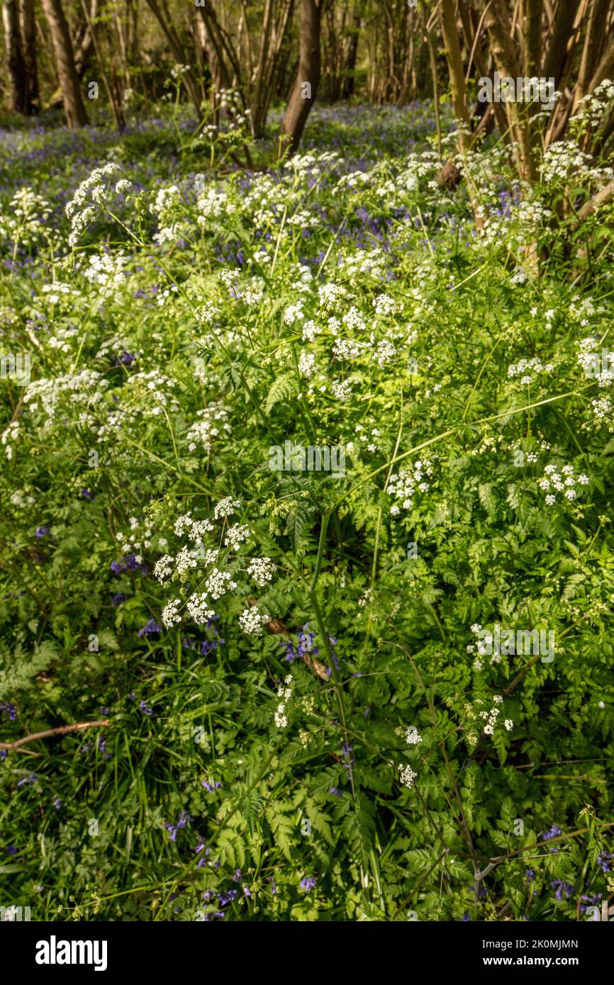 Cow parsley. natural environmental plant portrait with spring ...