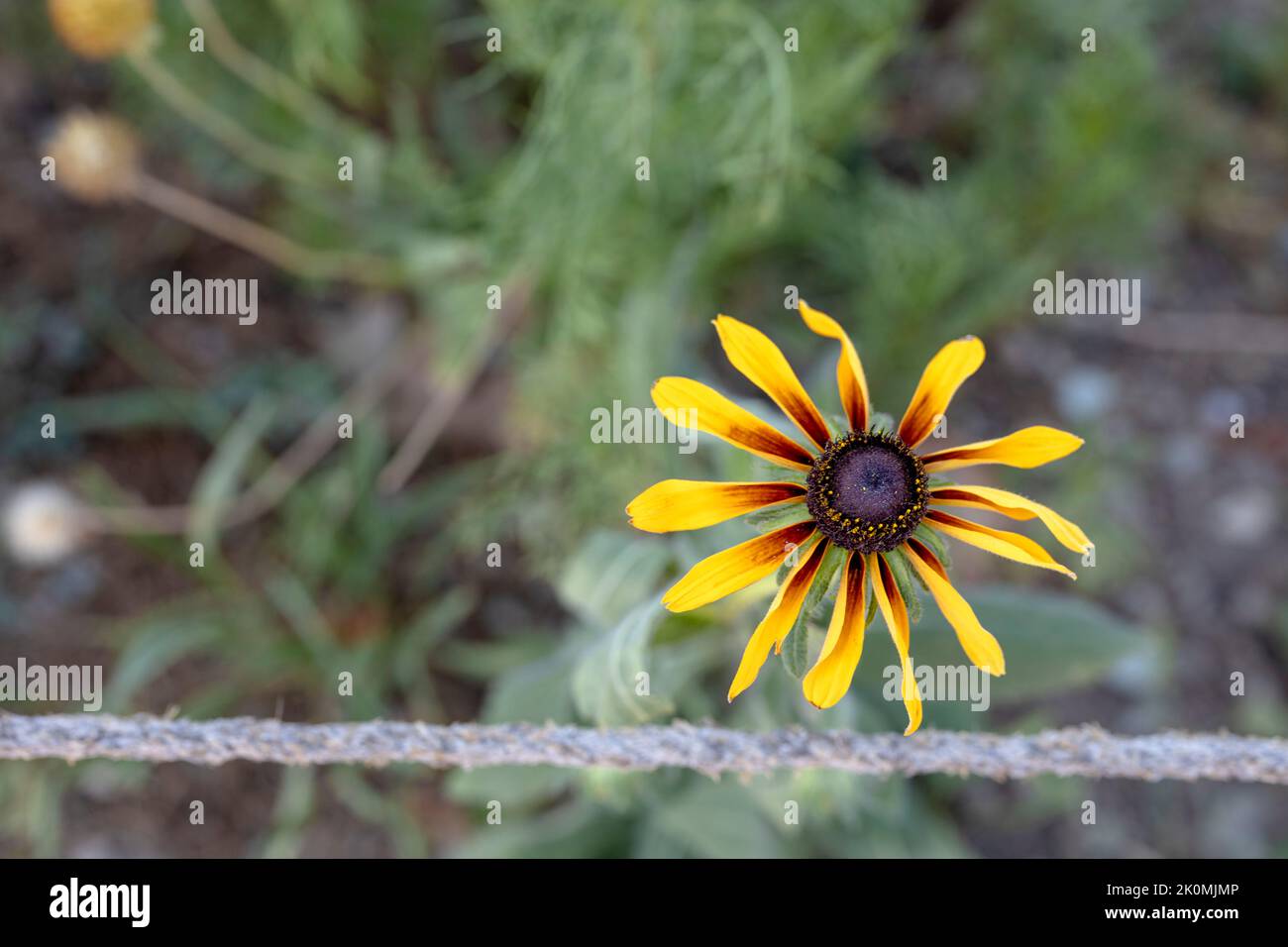 Beautiful photos of garden Stock Photo - Alamy