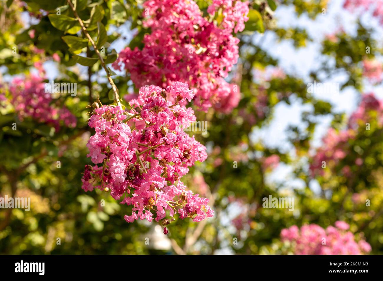 Beautiful photos of garden Stock Photo - Alamy