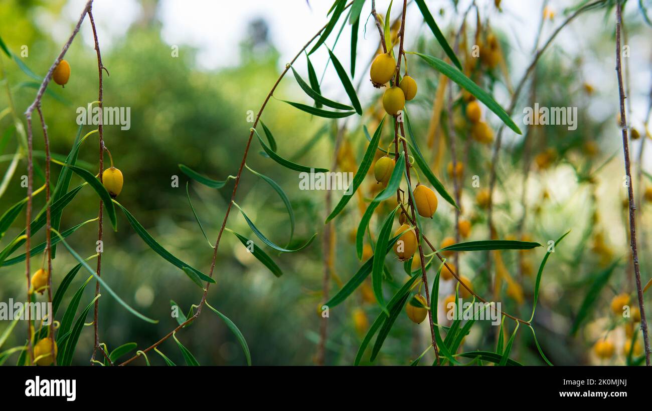 A close-up shot of yellow seaberries in the garden Stock Photo - Alamy