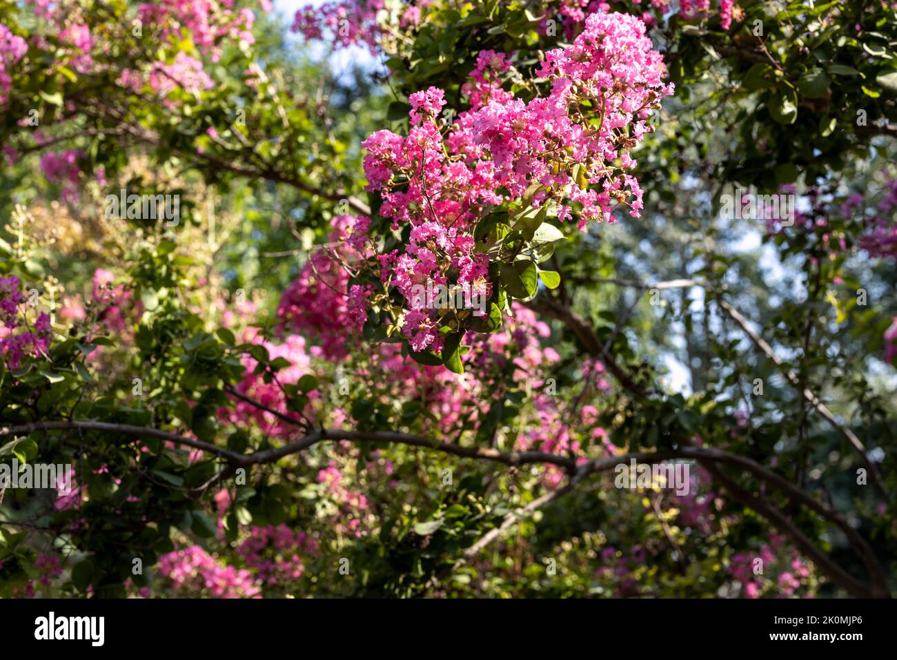 Beautiful photos of garden Stock Photo - Alamy