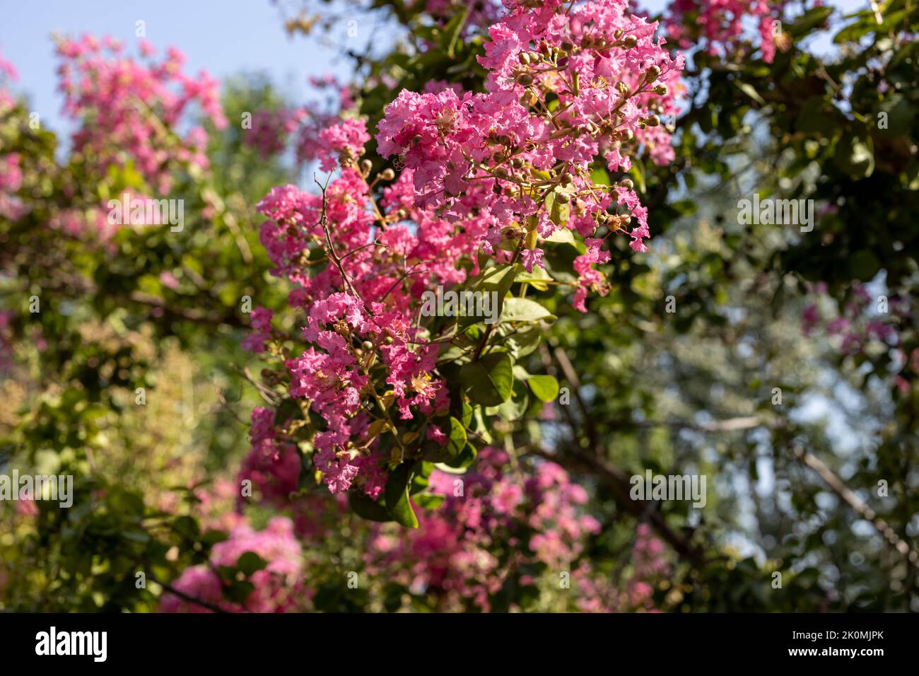 Beautiful photos of garden Stock Photo - Alamy