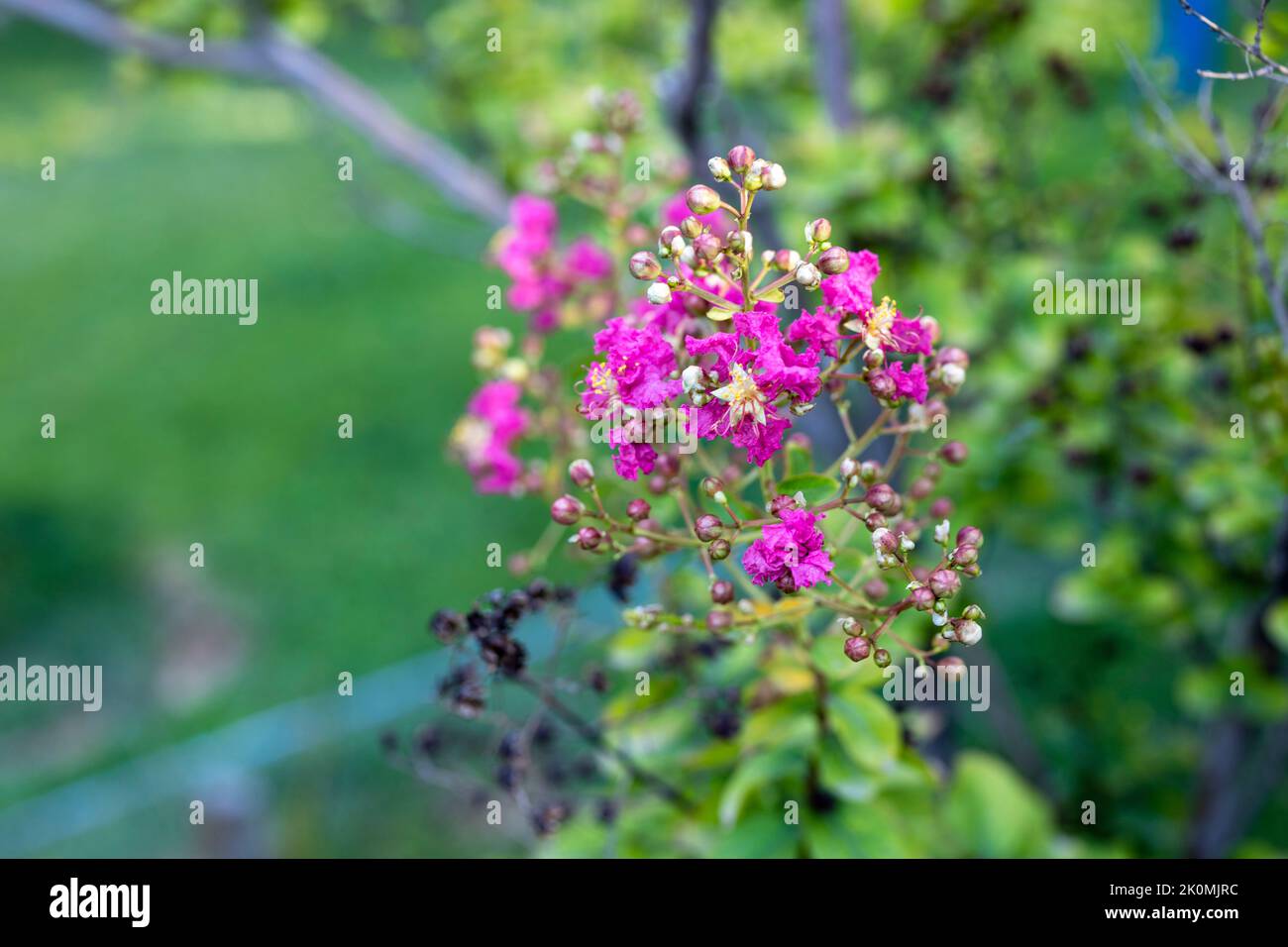 Beautiful photos of garden Stock Photo - Alamy