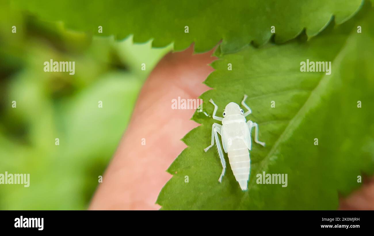 Tropical leafhopper hi-res stock photography and images - Alamy