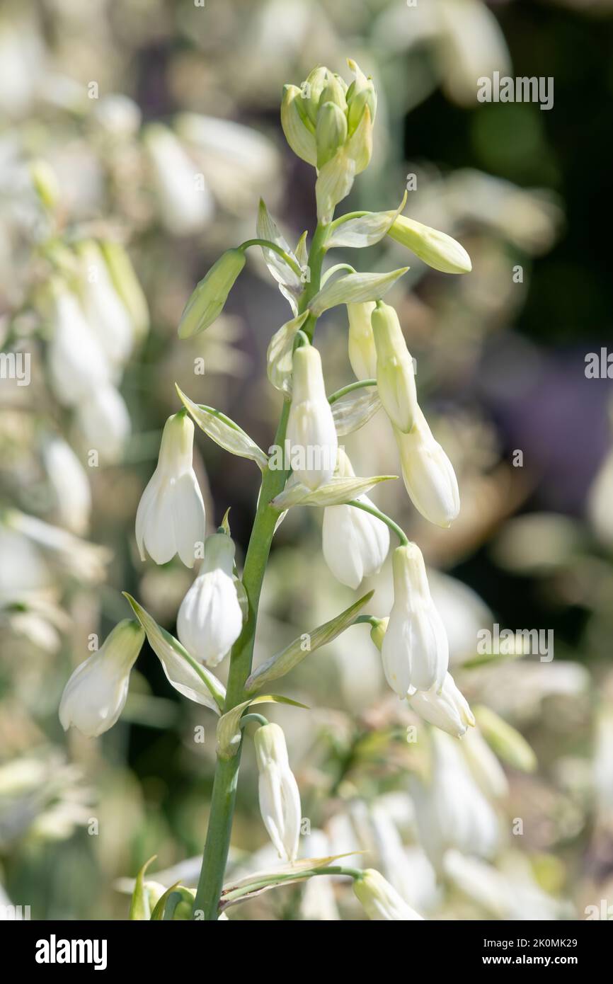 Close up of summer hyacinth (galtonia candicans) flowers in bloom Stock ...