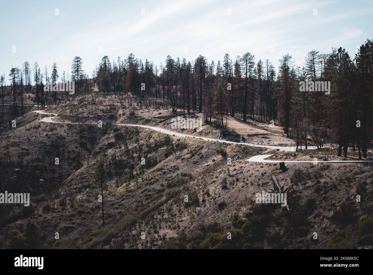 A bird's eye view of spruces on a hill in the autumn Stock Photo - Alamy