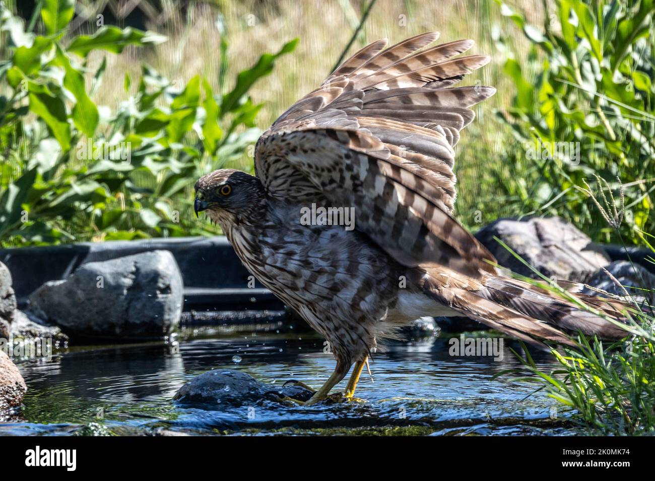A closeup of a beautiful hawk in nature spreading its wings Stock Photo ...