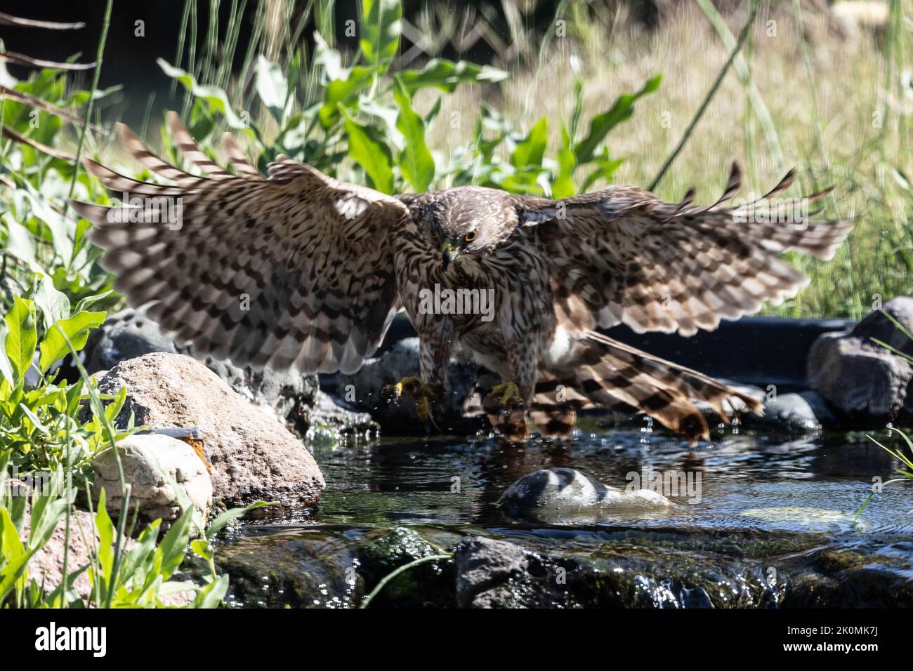 A closeup of a beautiful hawk in nature spreading its wings Stock Photo ...