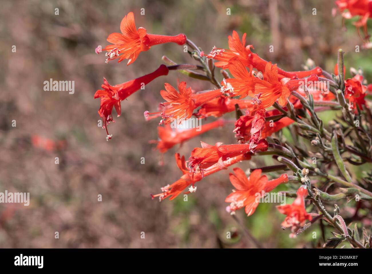 Close up of California fuchsia (epilobium canum) flowers in bloom Stock ...