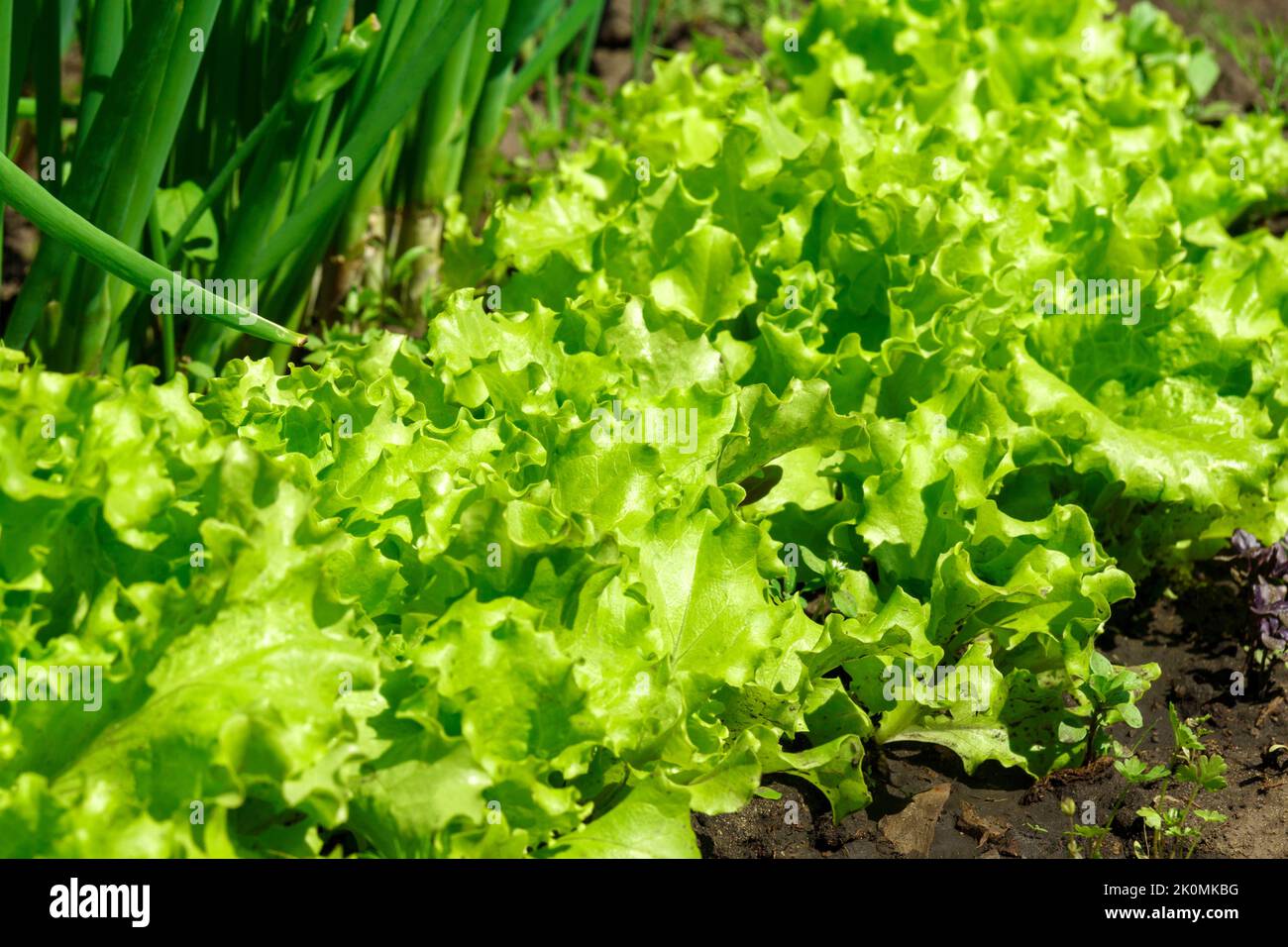 Fresh green lettuce grows in the garden. salad plant farming in a ...