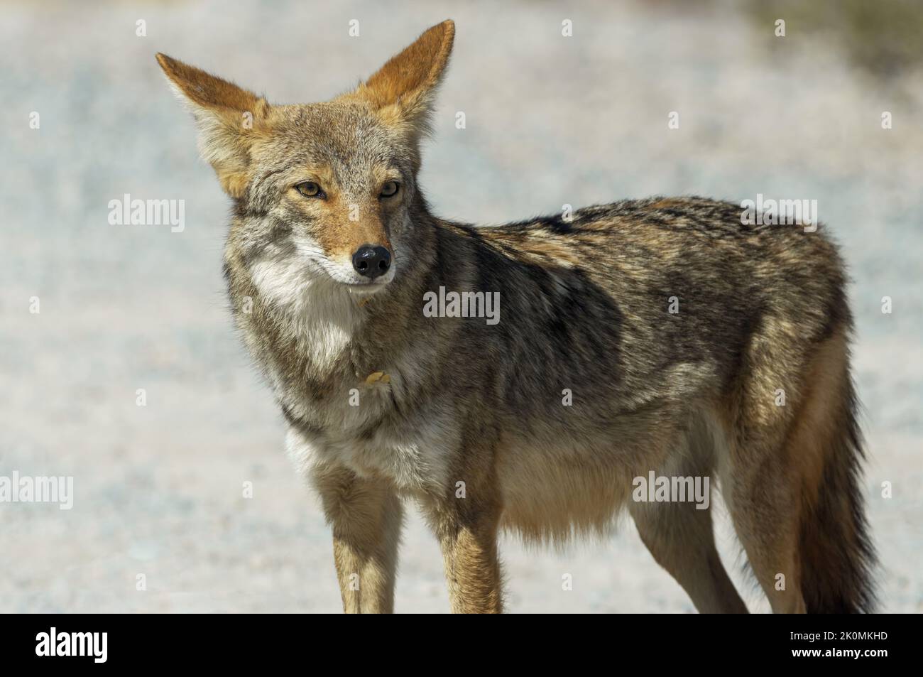 Standing coyote shown in Death Valley National Park, California, United ...