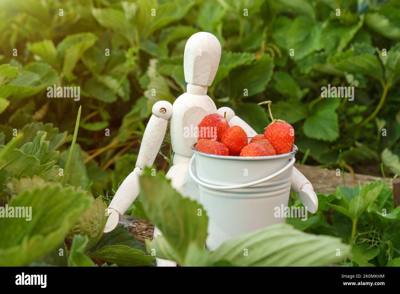 Harvesting strawberries. Collecting seasonal fruits outdoors. The ...