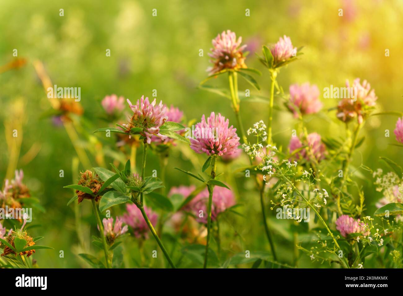 Red clover or Trifolium pratense inflorescence, close up. Purple meadow ...