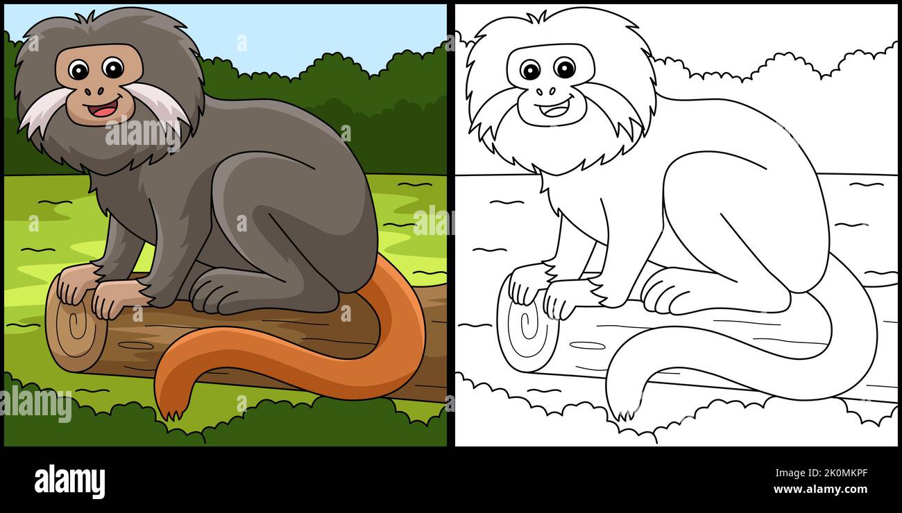 Tamarin Animal Coloring Page Colored Illustration Stock Vector Image ...