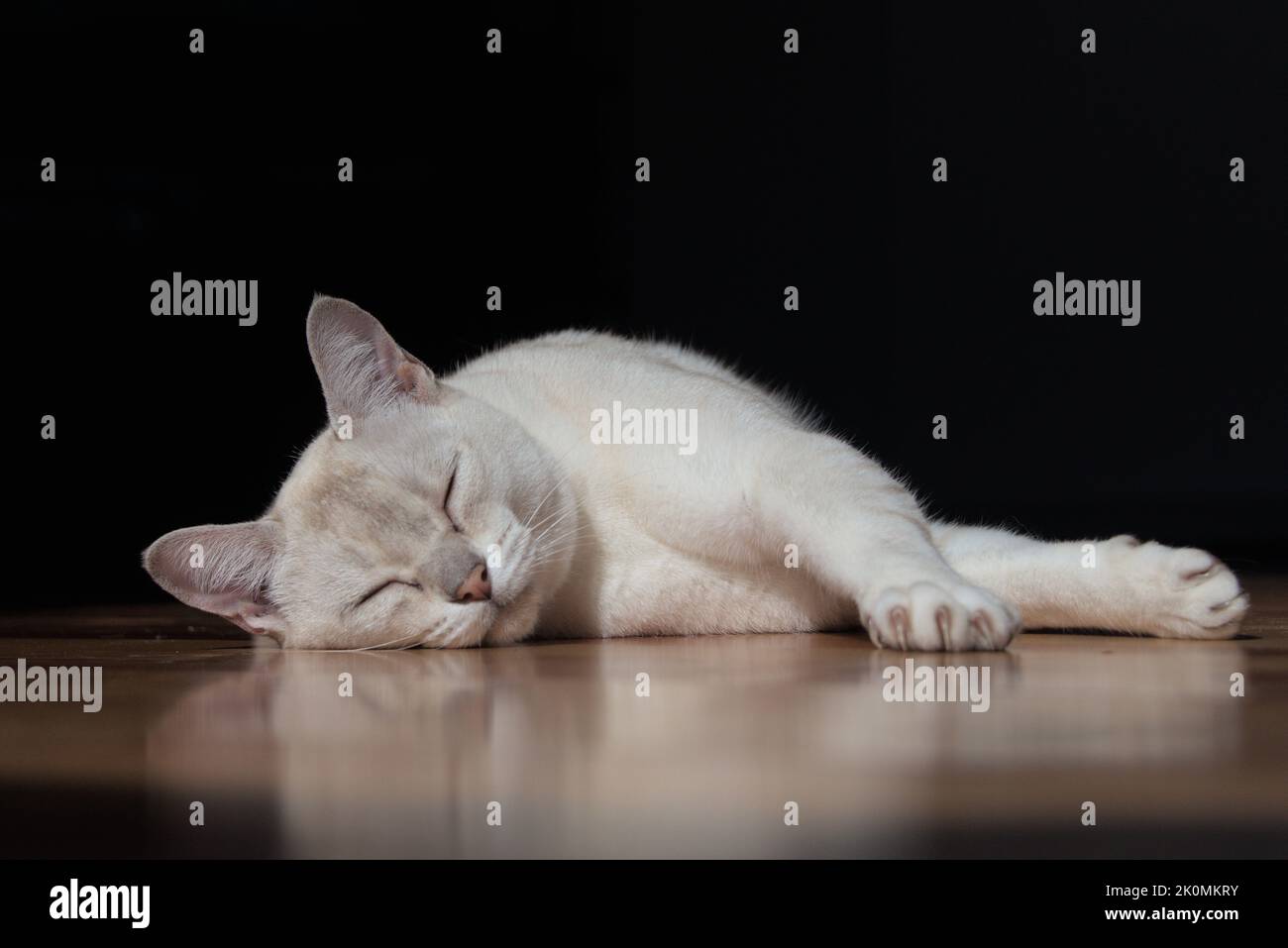 A cute white cat sleeping on the floor with a dark background Stock ...