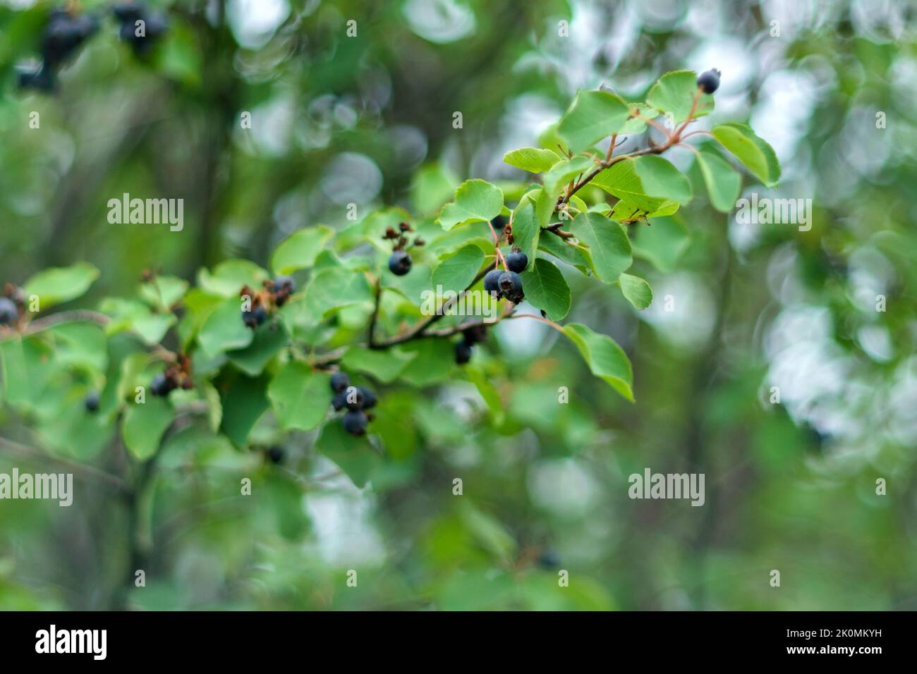 Maleae tribe hi-res stock photography and images - Alamy