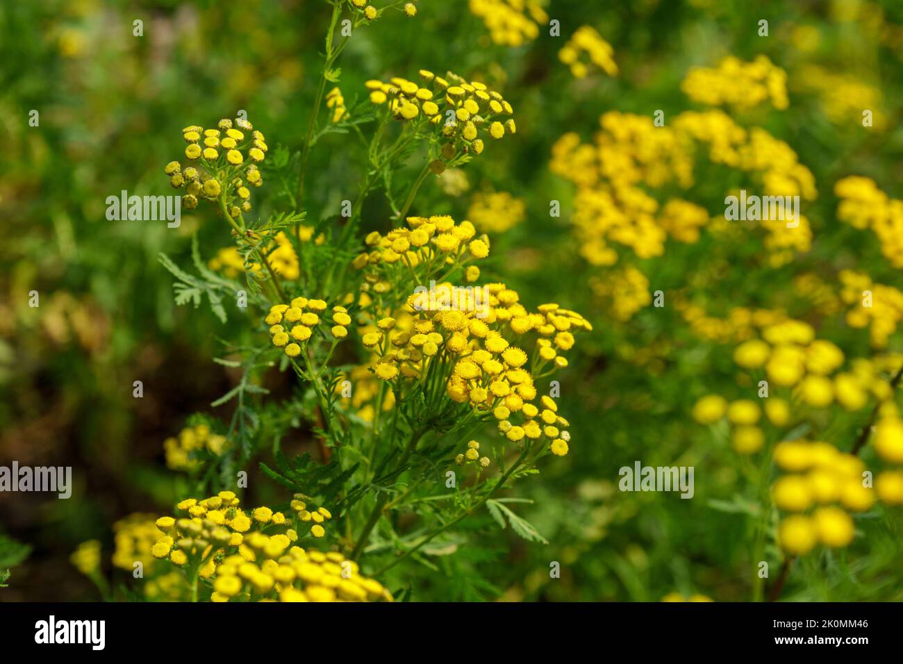 Yellow tansy flowers Tanacetum vulgare, common tansy plant, cow bitter ...