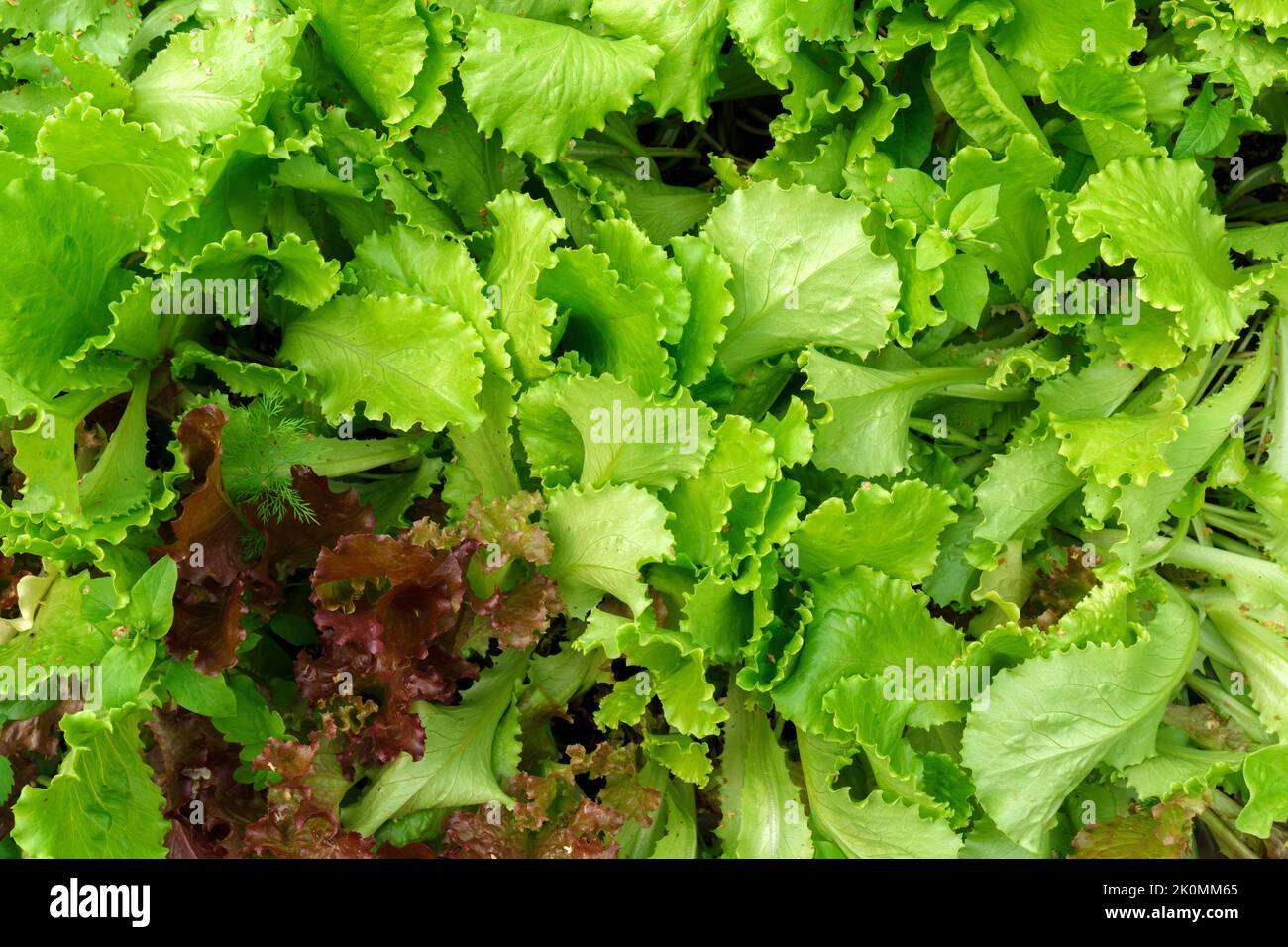 Green Lettuce leaves, closeup. Leaf Lettuce grow in garden bed, texture ...
