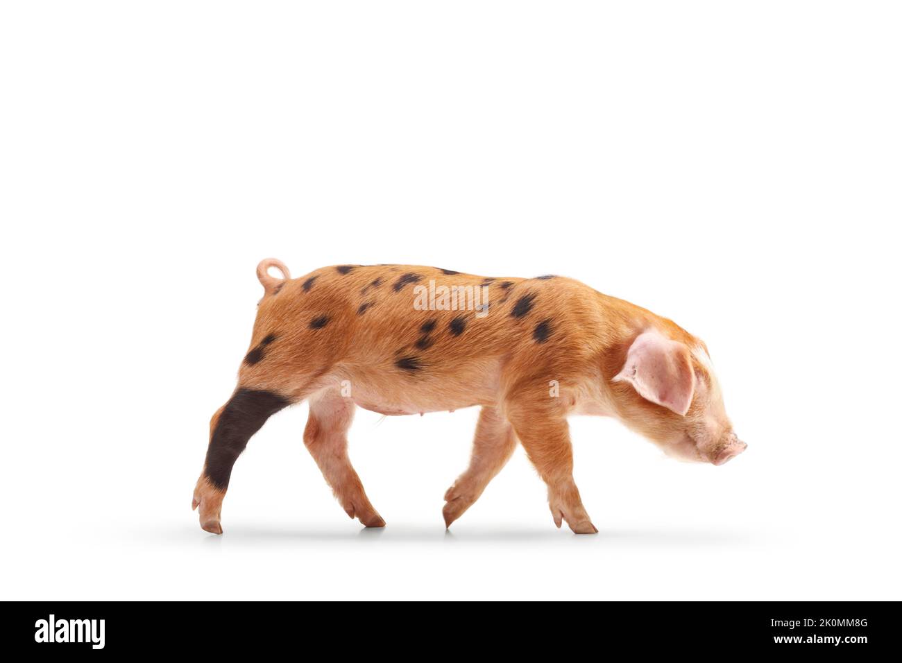 Cute little piglet walking isolated on white background Stock Photo - Alamy