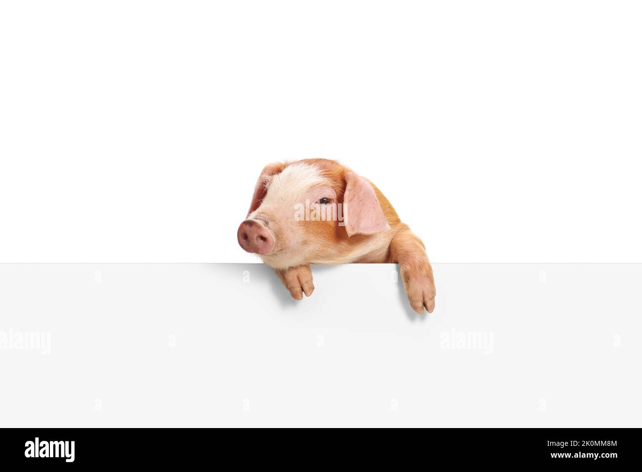 Cute little piglet standing above a blank white panel isolated on white ...