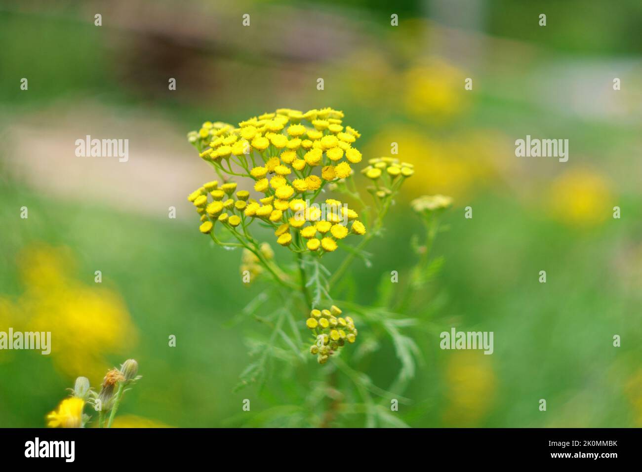 Yellow flowers of common tansy, Tanacetum vulgare. Plant of Tansy ...