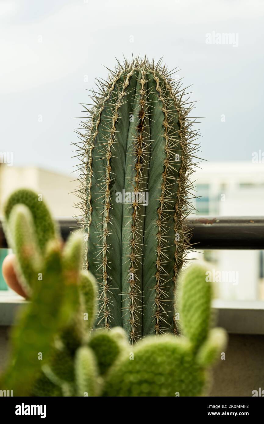 a large Pachycereus pringlei cactus with its fine sharp tips among ...