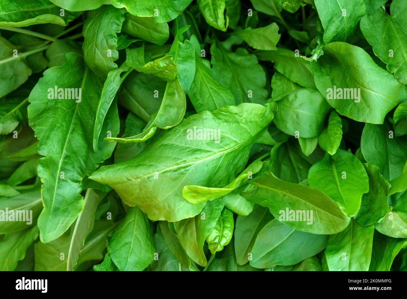 Green leaves of sorrel. Vegetable culture and medicinal plant Rumex ...